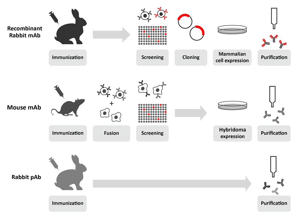 SQab clone recombinant rabbit mAbs - Company - arigobio 中国